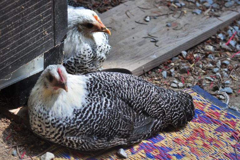 Egyptian Fayoumi Chicken - Breed Profile - Backyard Poultry